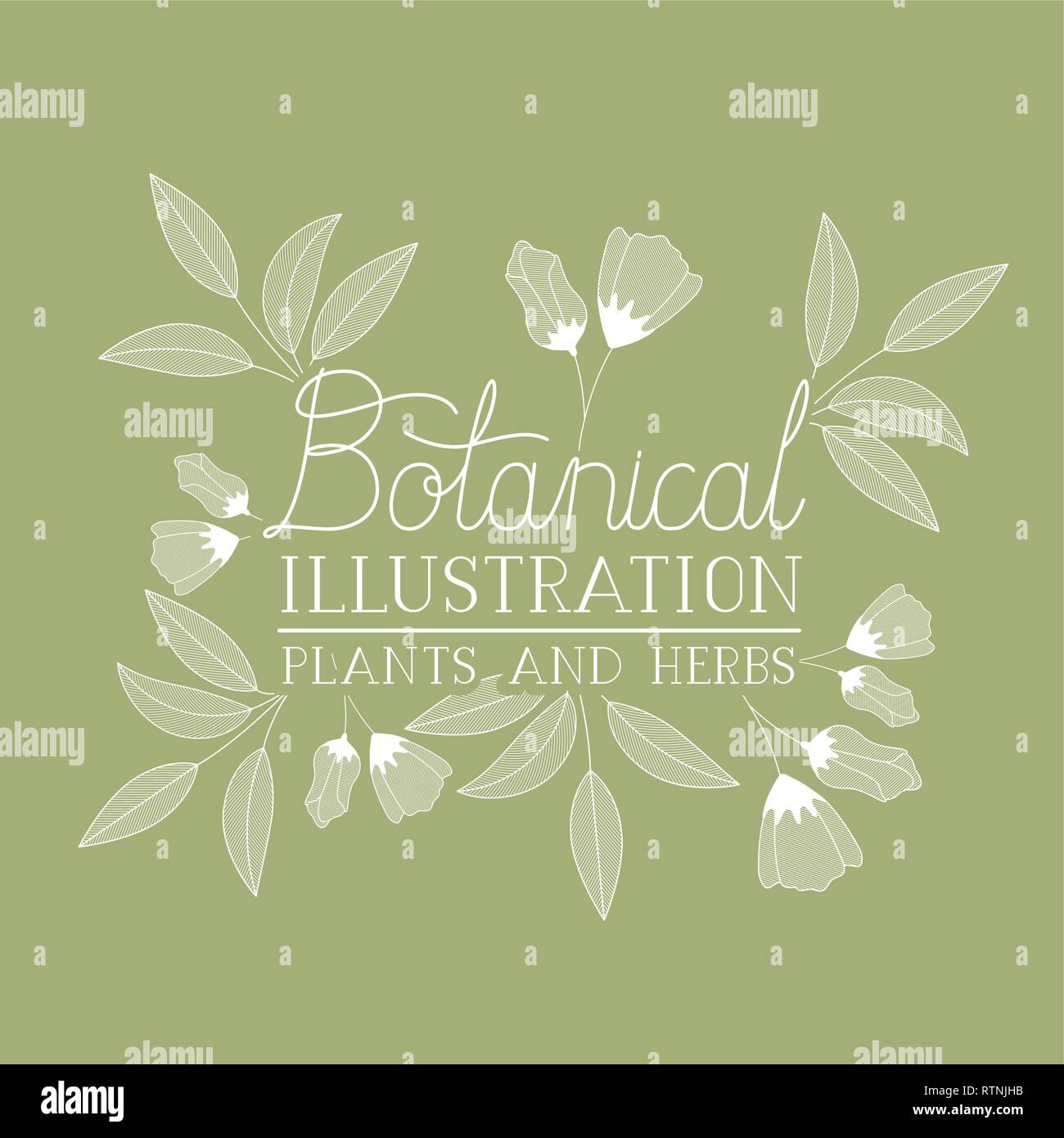 botanical illustration label with plants and herbs Stock Vector Image ...