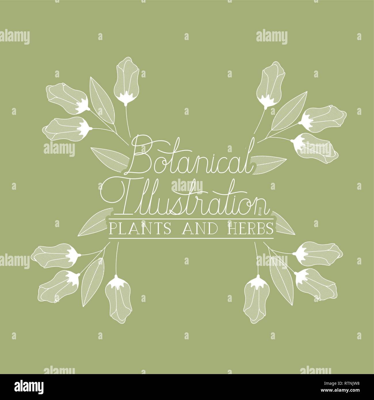 botanical illustration label with plants and herbs Stock Vector Image ...