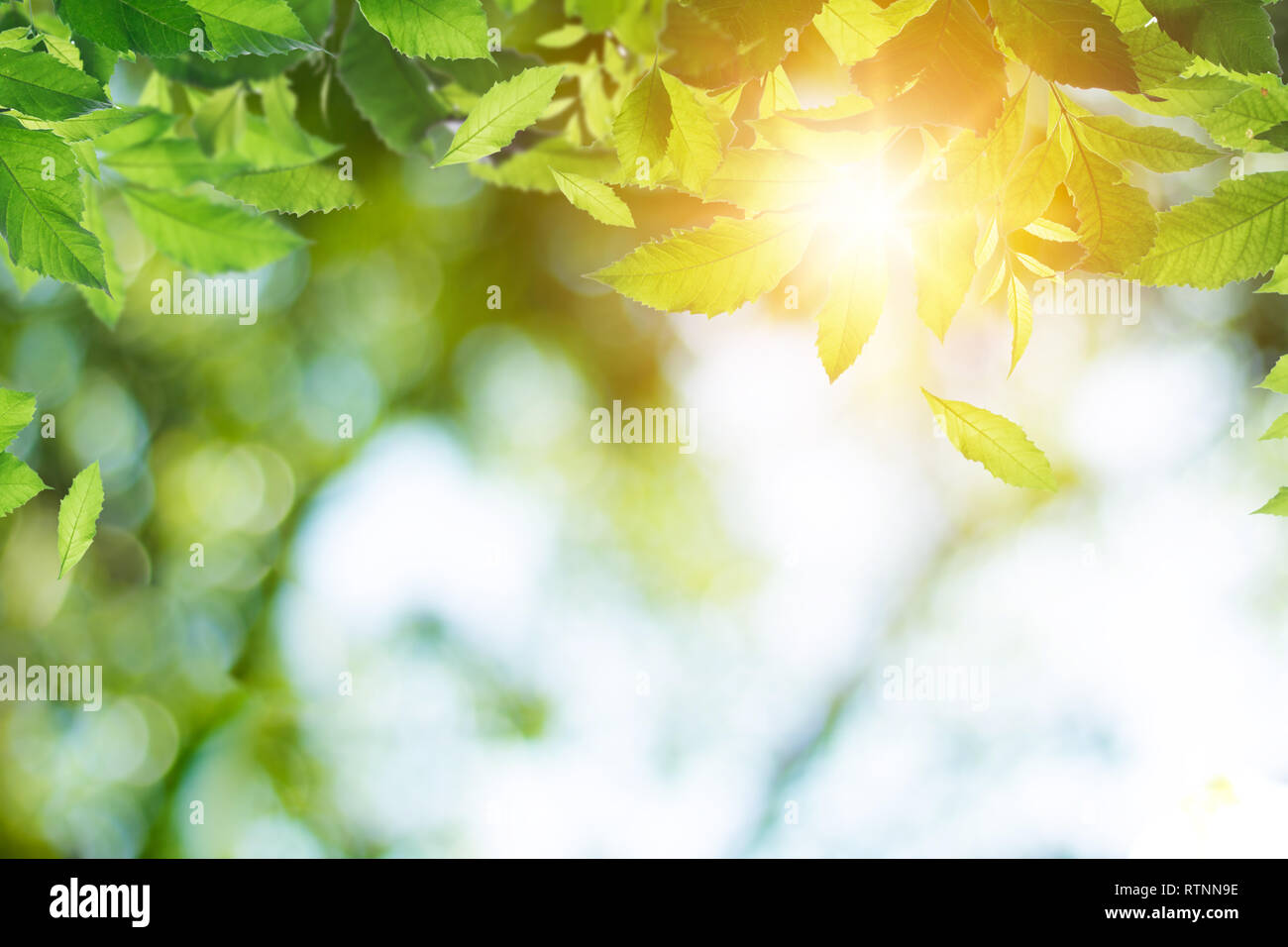 green nature background with sun shine Stock Photo - Alamy