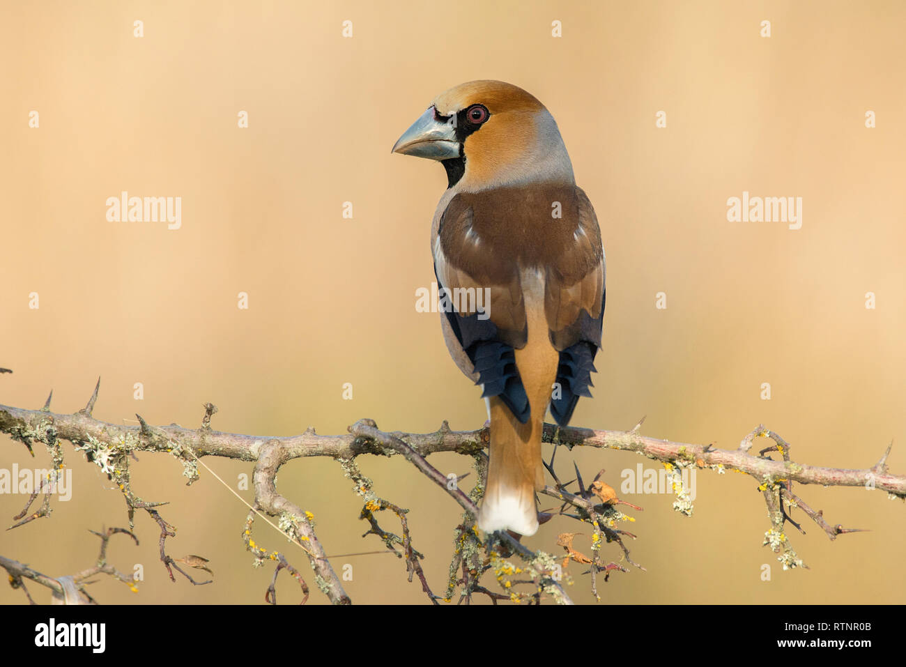 Closeup hawfinch male coccothraustes hi-res stock photography and ...