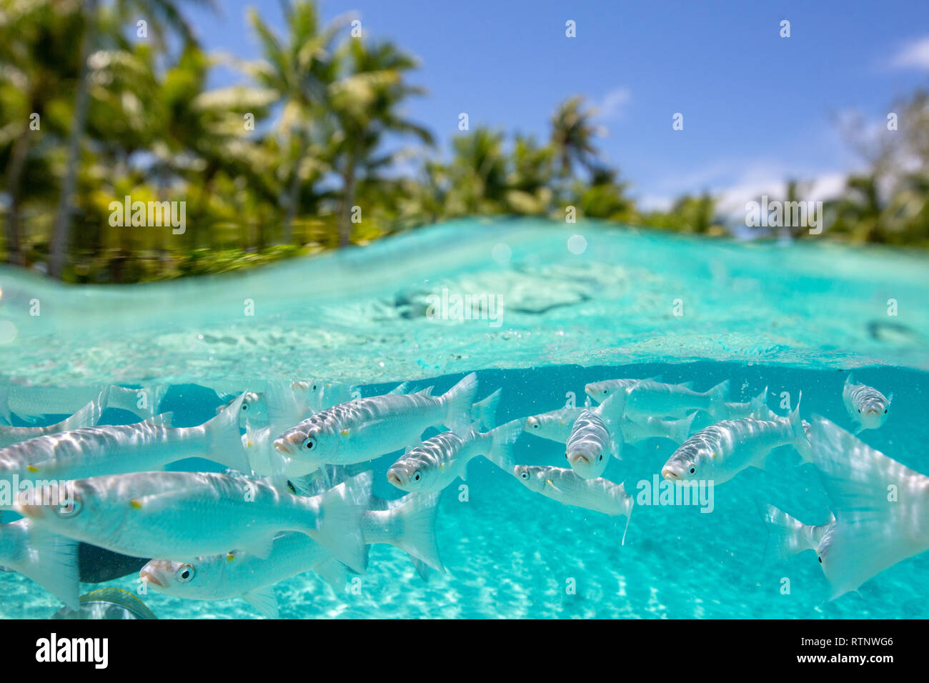 Bora bora french polynesia fishes hi-res stock photography and images ...