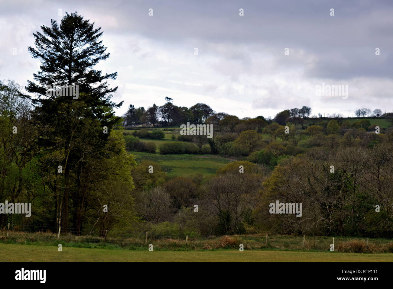 A beautiful countryside landscape of green trees and hedgerows in the ...