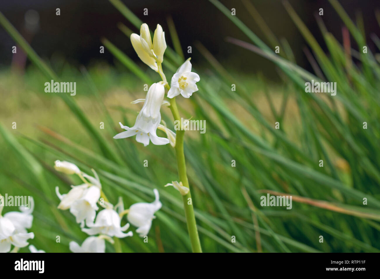 A close up of some white bluebells growing among the green grass Stock ...
