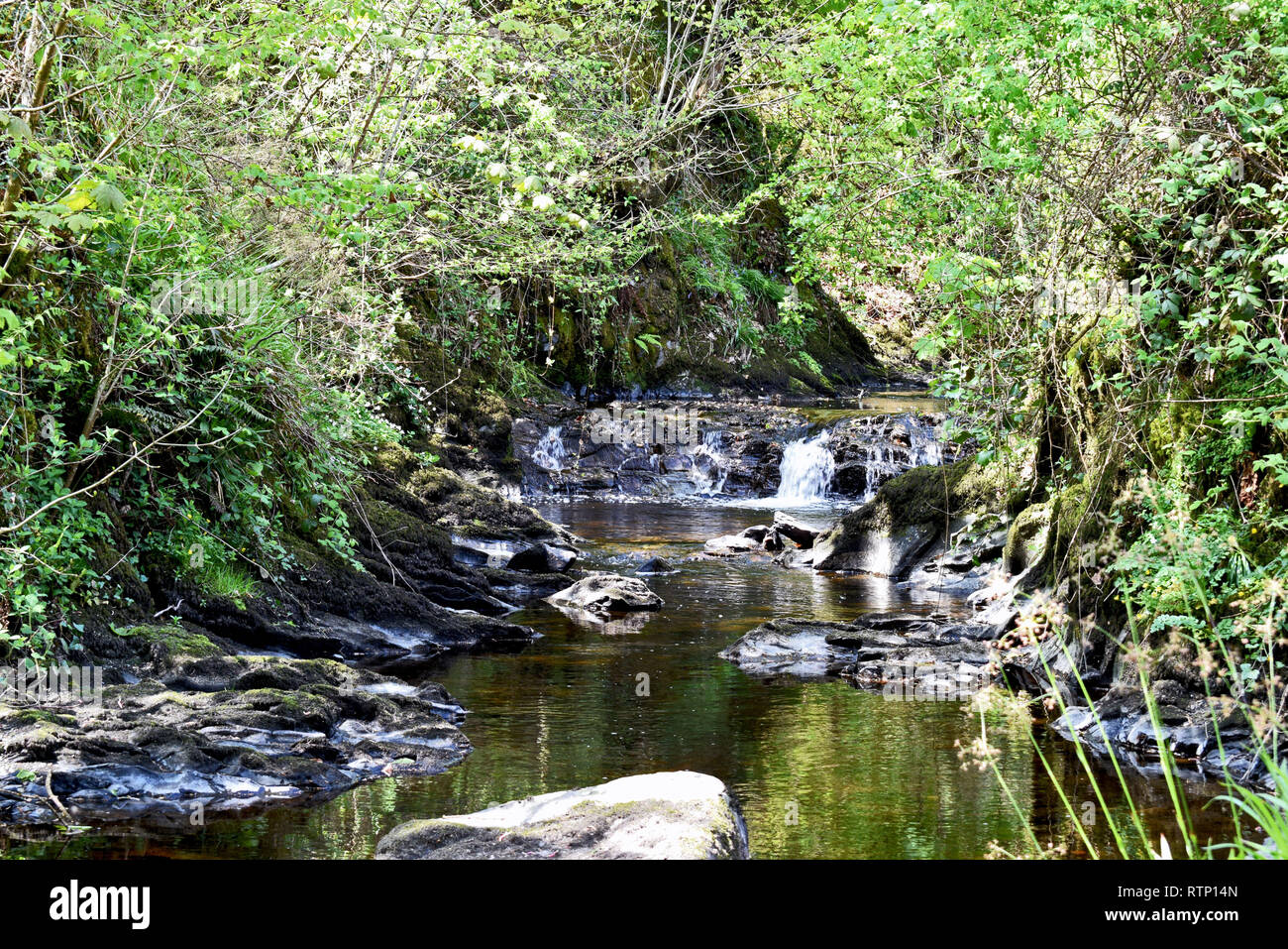A calm stream running through the trees in the welsh countryside Stock ...