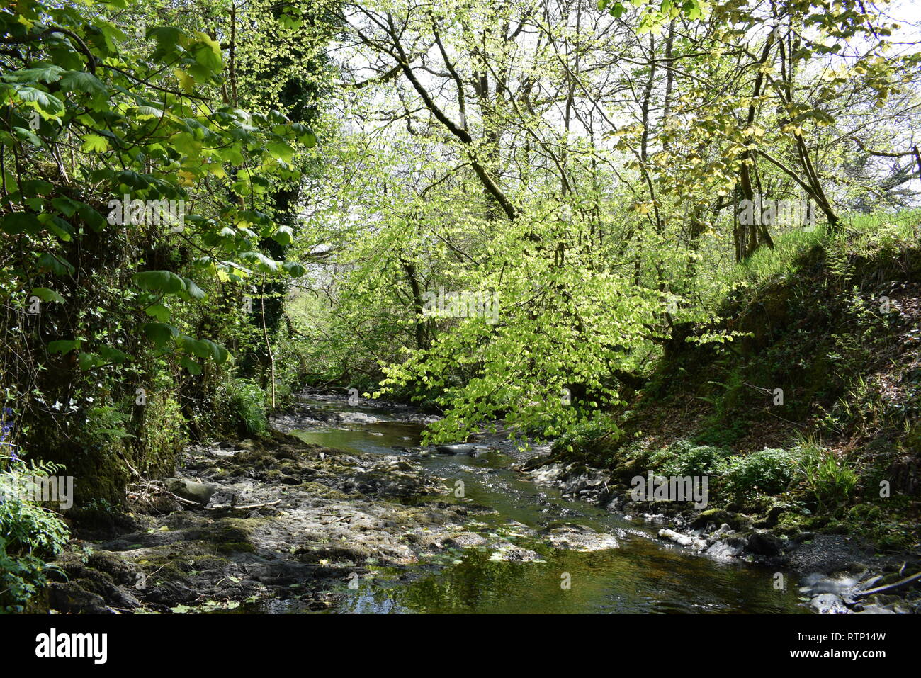 A calm stream running through the trees in the welsh countryside Stock ...