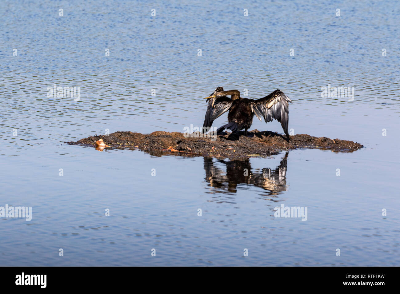 Darter with nesting material in beak drying its wings at Fogg Dam ...