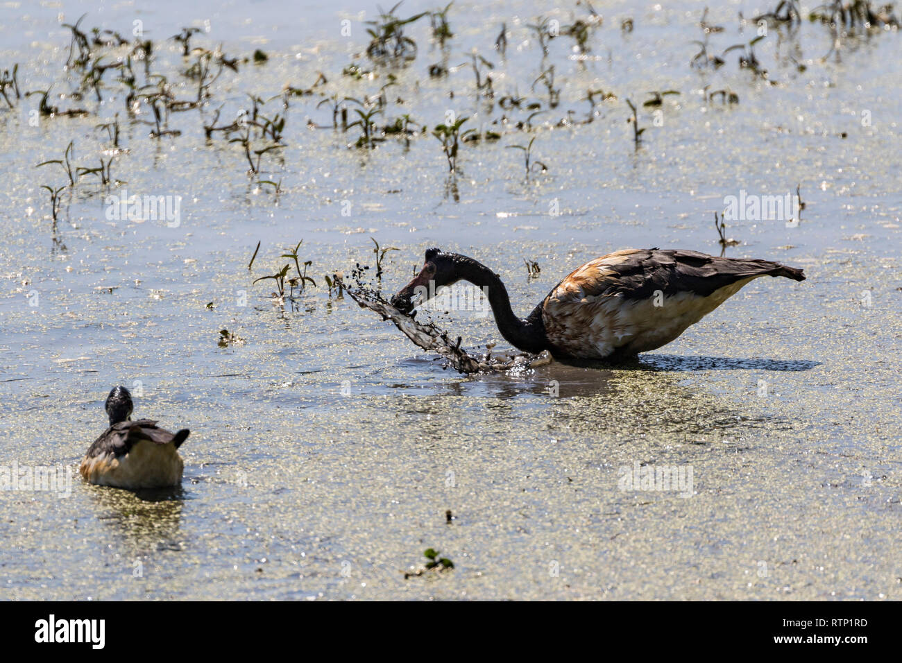 Magpie Geese feeding at Fogg Dam, Northern Territory, Australia Stock ...