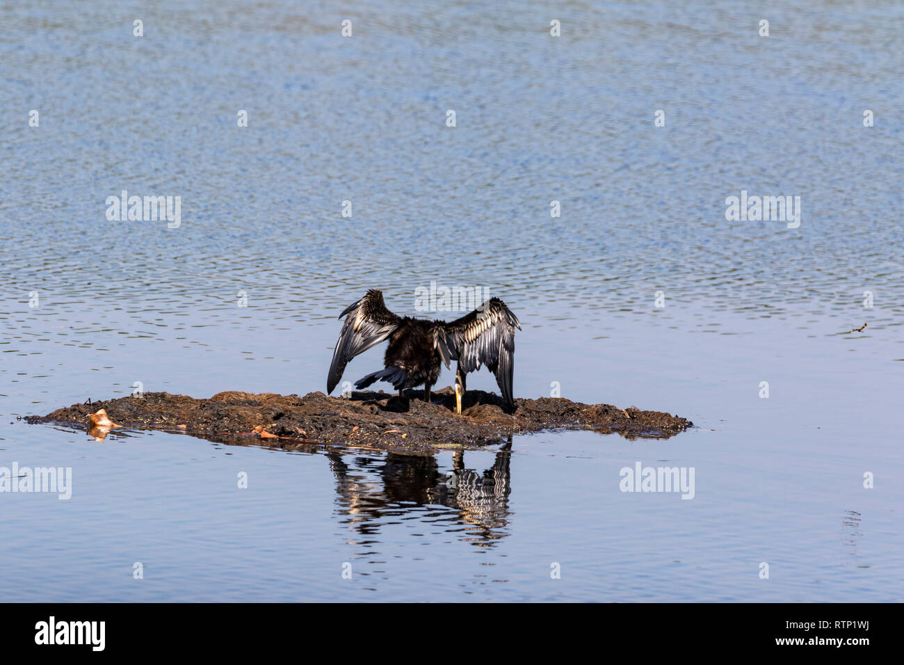 Darter with nesting material in beak drying its wings at Fogg Dam ...