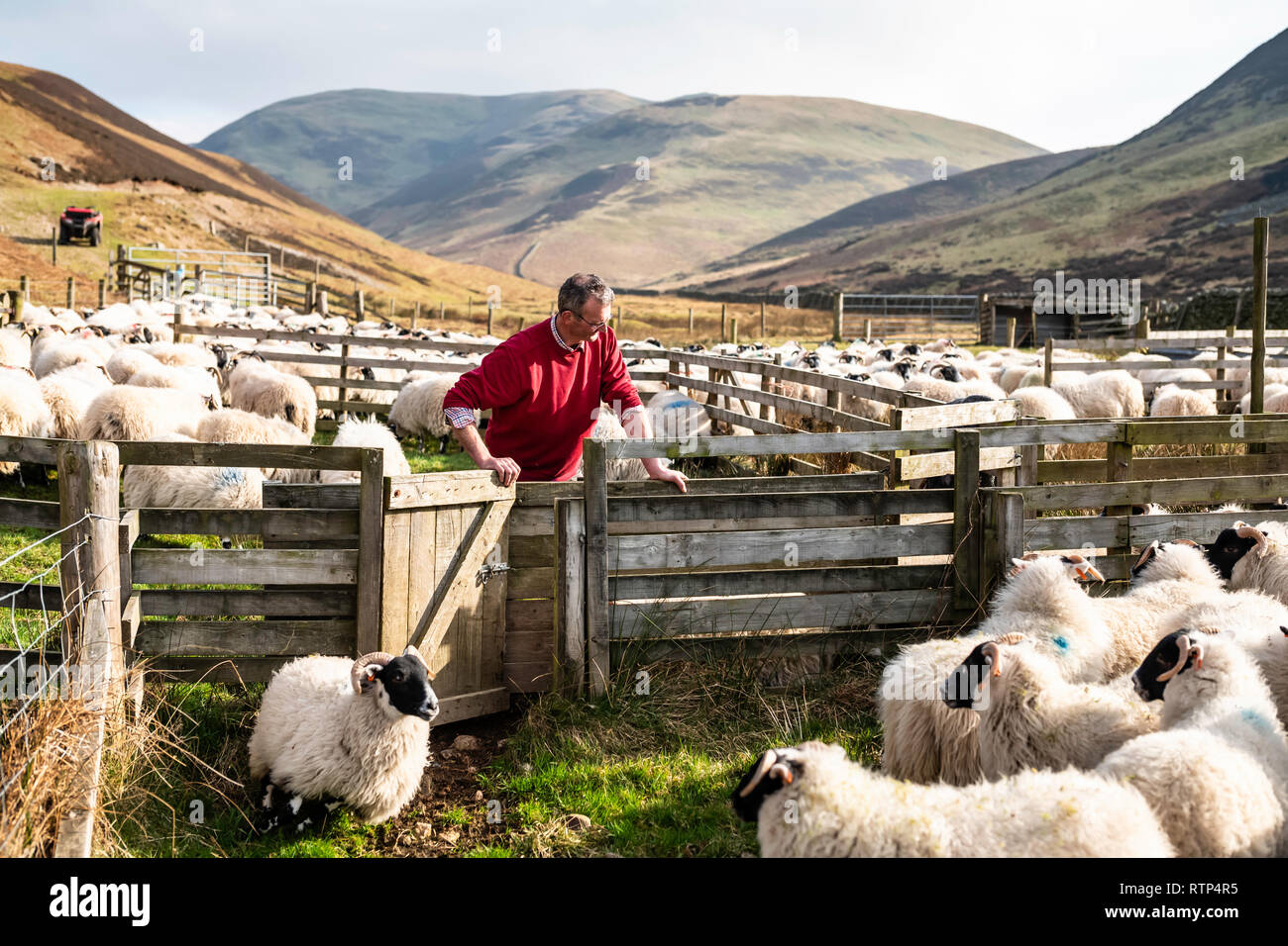 A Shepherd In The Scottish Borders High Resolution Stock Photography ...