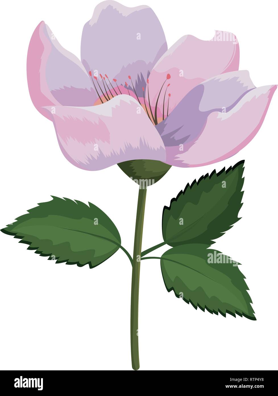Beautiful flower drawing Stock Vector Image & Art - Alamy