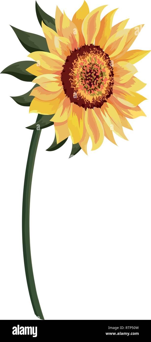 beautiful sunflower drawing Stock Vector Image & Art - Alamy