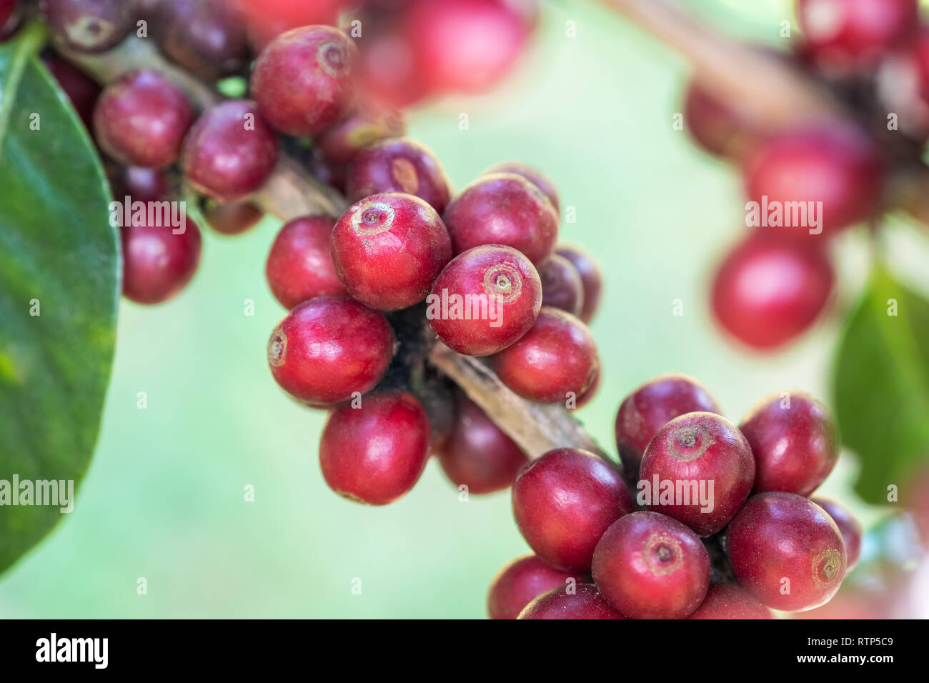 Coffee beans ripening on a tree Stock Photo - Alamy