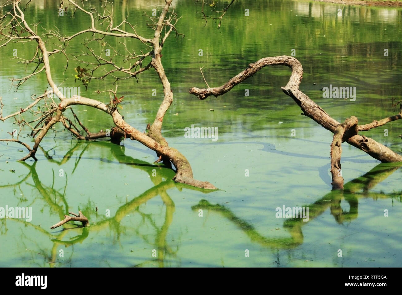 small tree in a pond with green color water Stock Photo - Alamy