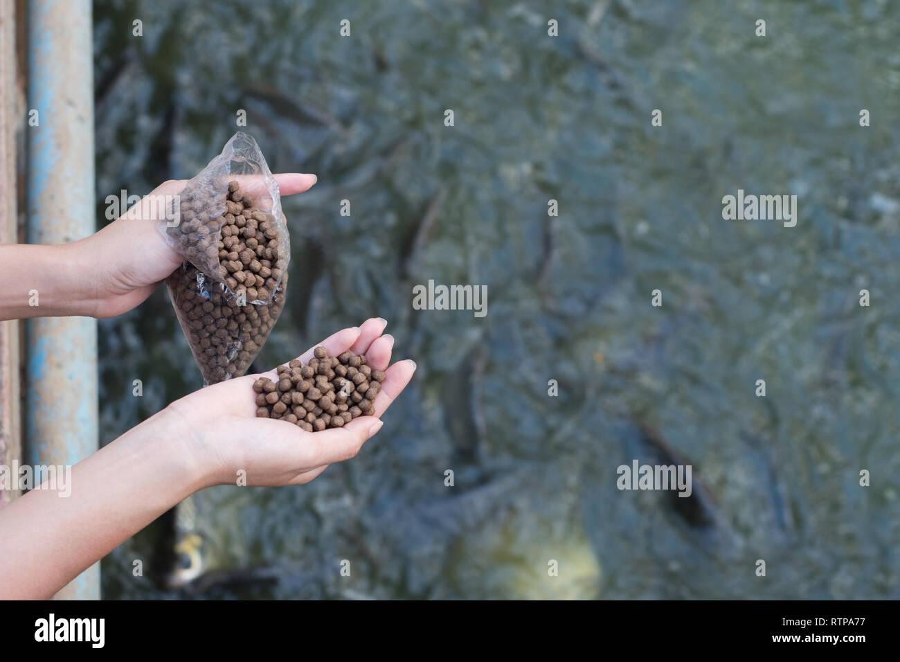 Hand holding fish feeding and other fish species. A hobby Stock Photo ...