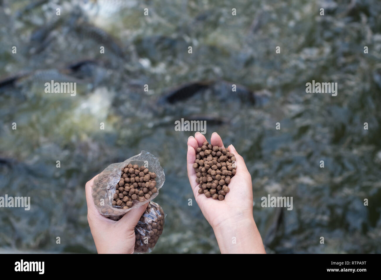 Hand holding fish feeding and other fish species. A hobby Stock Photo ...