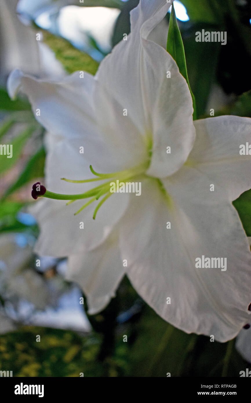 A close up of a Isolated white Lily flower Stock Photo - Alamy