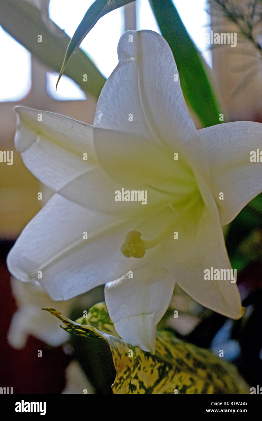 A close up of a Isolated white Lily flower Stock Photo - Alamy