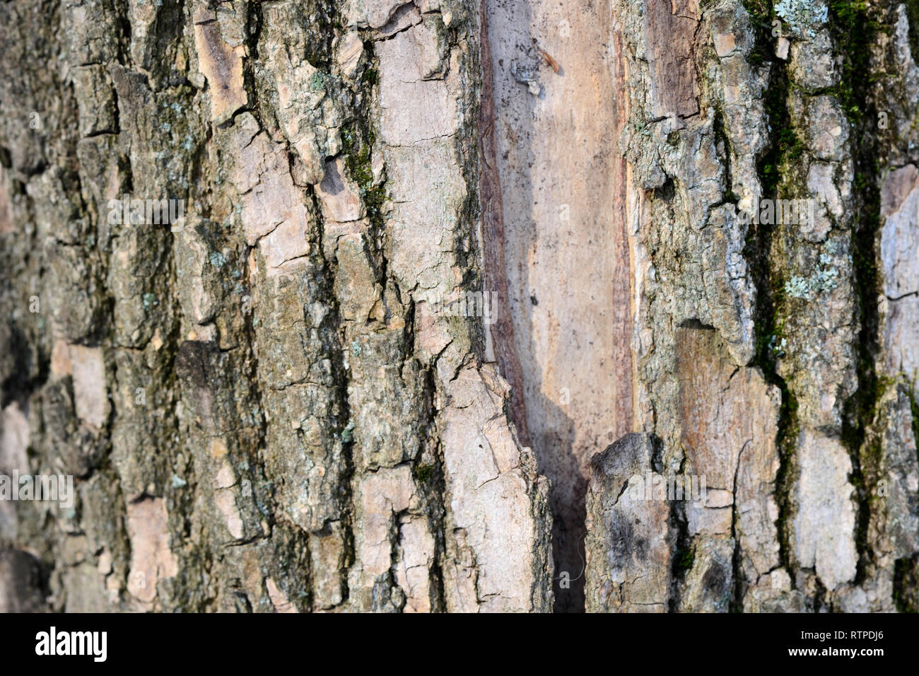 Rough tree bark texture background close up Stock Photo - Alamy