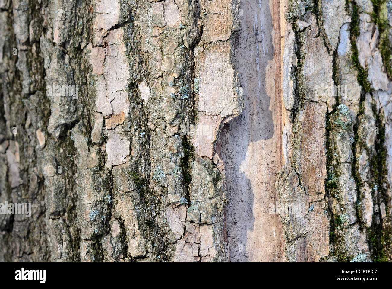 Rough tree bark hi-res stock photography and images - Alamy