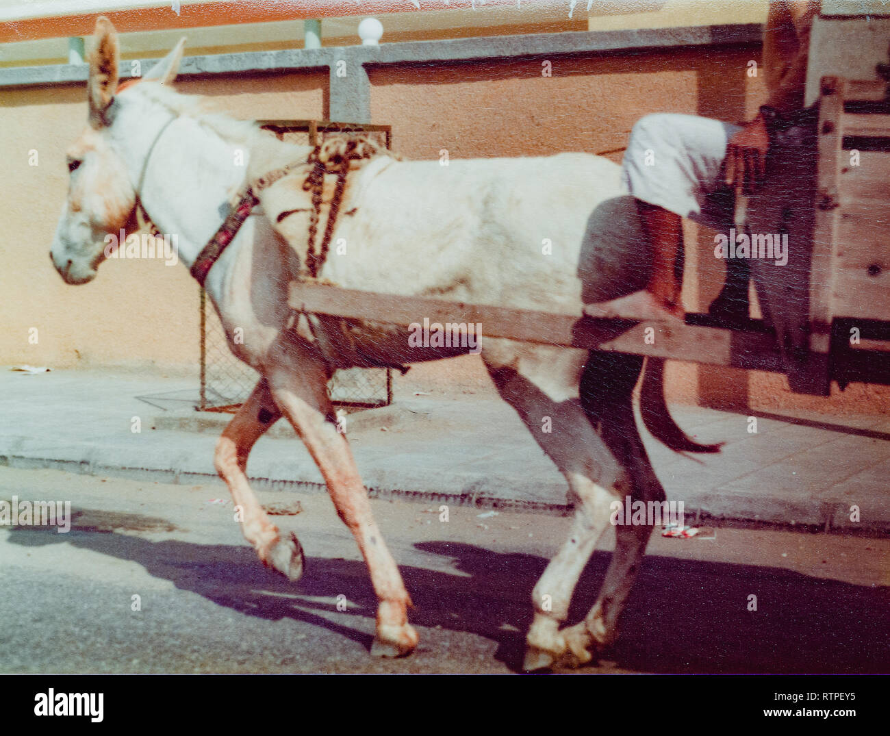 A donkey pulls his owner in a donkey cart in Al-Ahsa, Saudi Arabia in ...