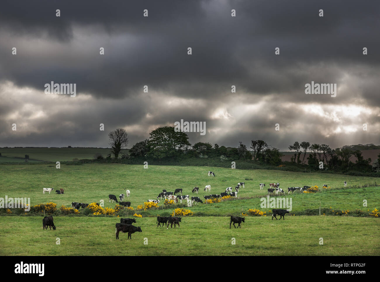 Whitegate hi-res stock photography and images - Alamy