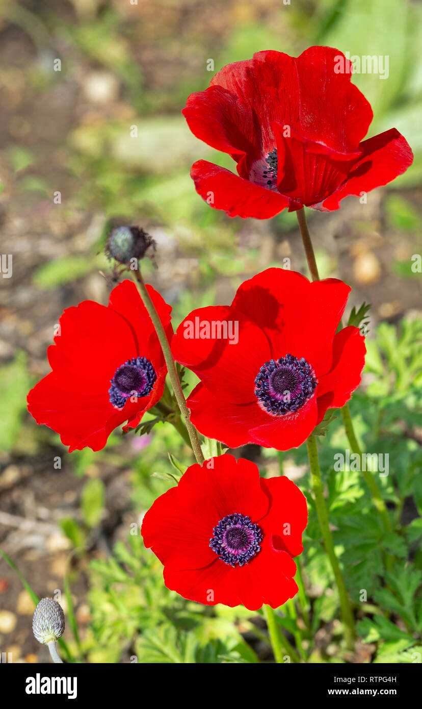 red anemones in israel close up macro Stock Photo - Alamy