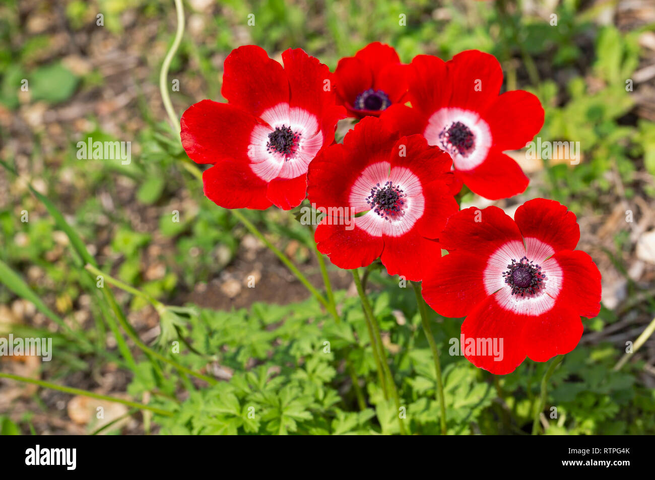 red anemones in israel close up macro Stock Photo - Alamy