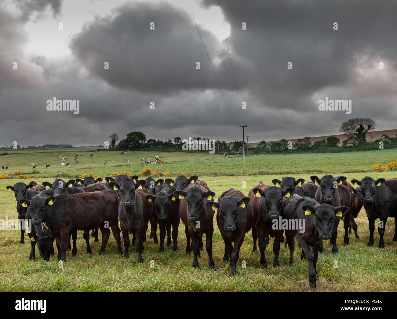 Milking cows ireland hi-res stock photography and images - Alamy