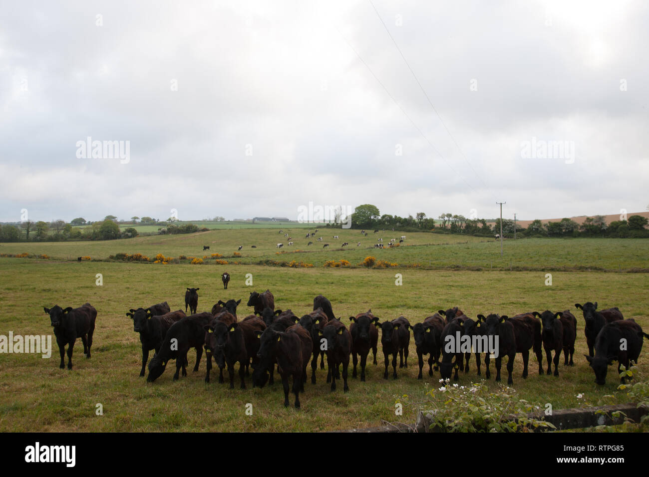 Whitegate, Cork, Ireland. 13th May, 2017.A herd of young calf’s on ...