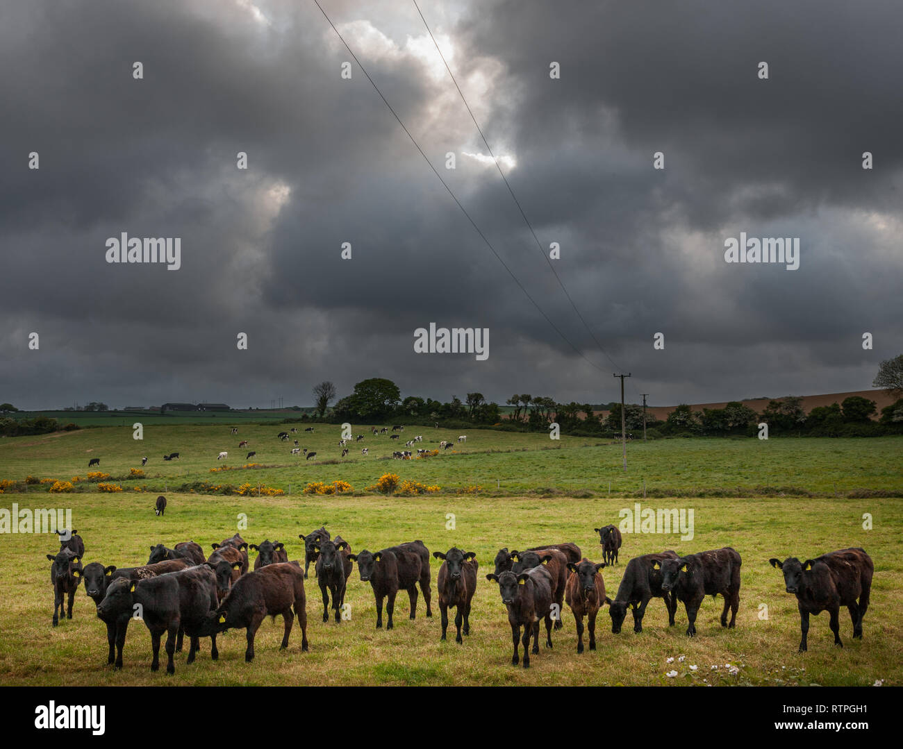 Whitegate hi-res stock photography and images - Alamy