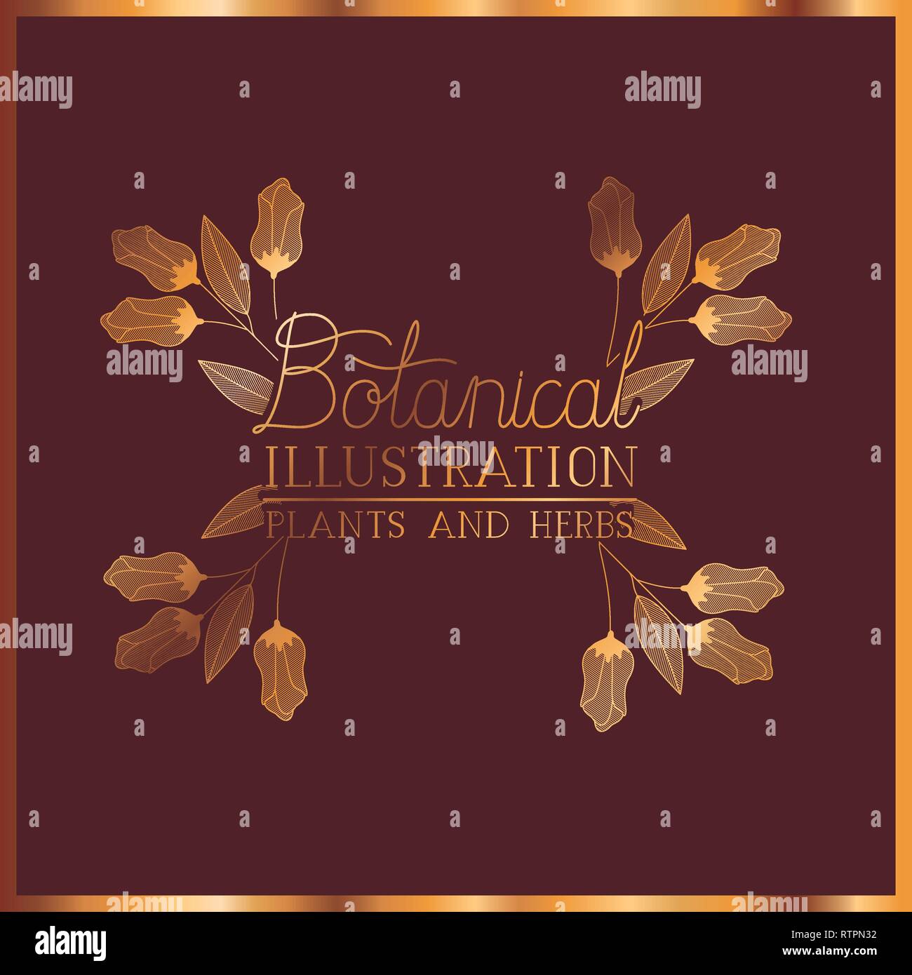 botanical illustration label with plants and herbs Stock Vector Image ...