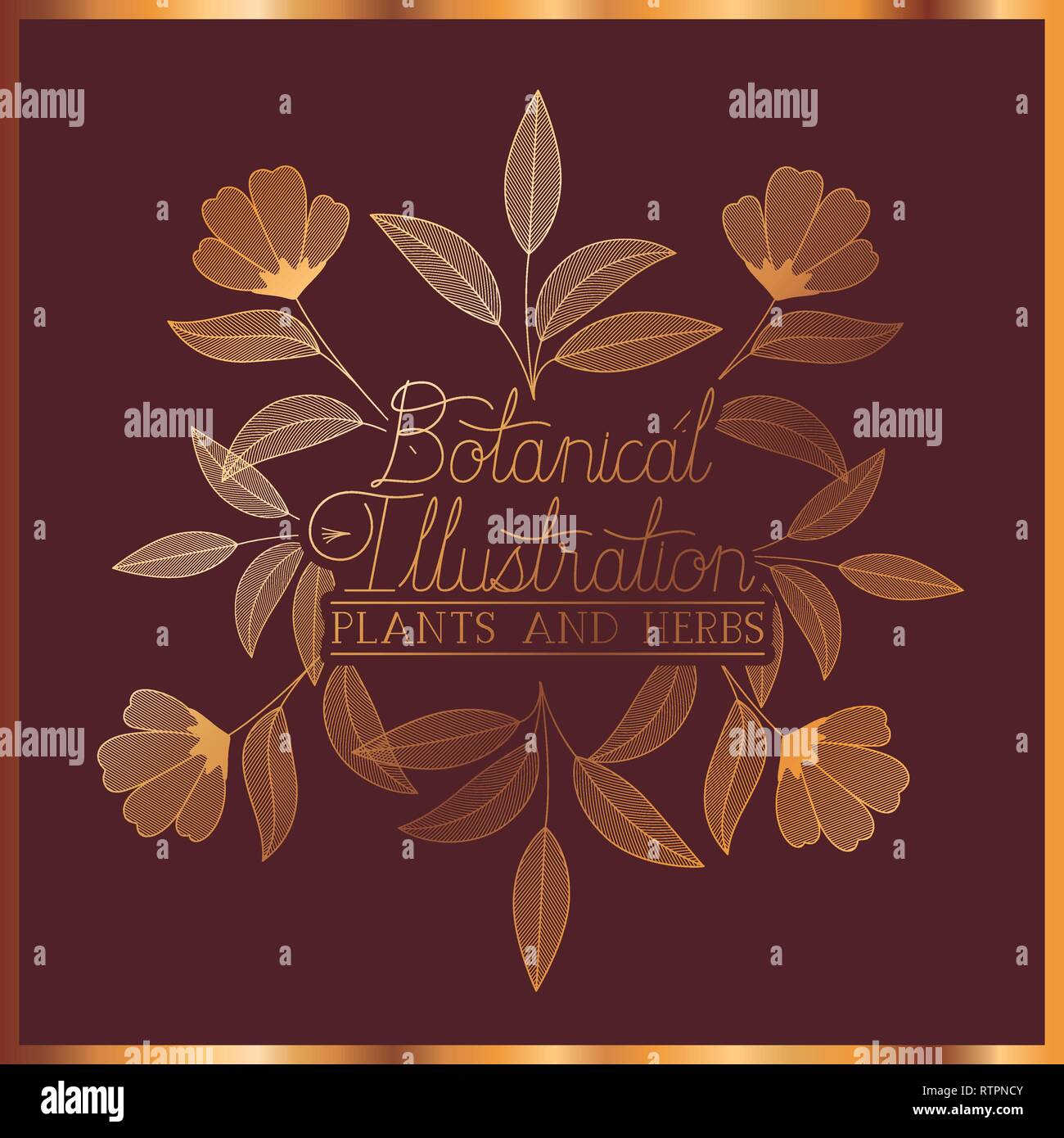 botanical illustration label with plants and herbs Stock Vector Image ...