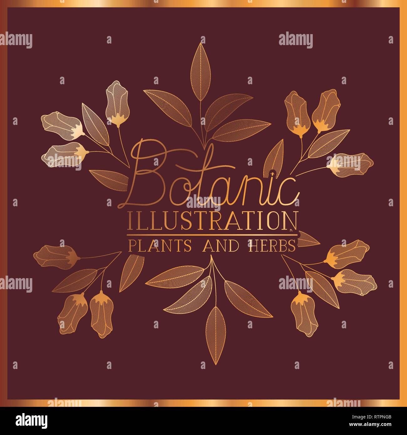 botanic illustration label with plants and herbs Stock Vector Image ...