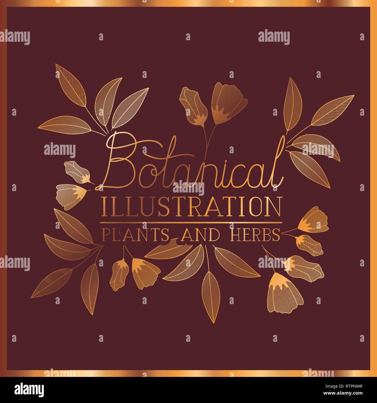 botanical illustration label with plants and herbs Stock Vector Image ...