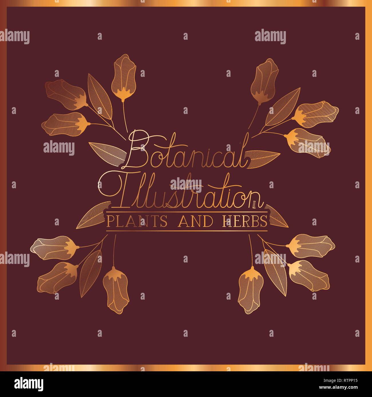 botanical illustration label with plants and herbs Stock Vector Image ...