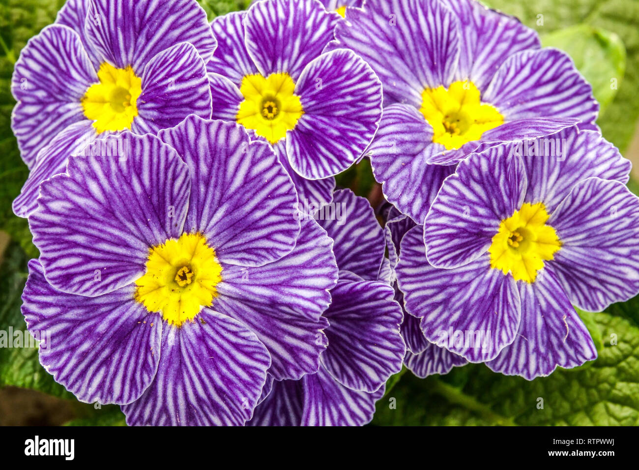 Zebra flowers hi-res stock photography and images - Alamy
