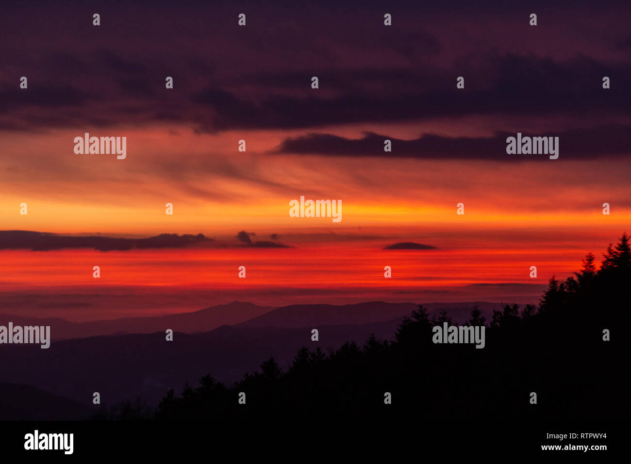 Abstract shapes suggestive of trees hi-res stock photography and images ...