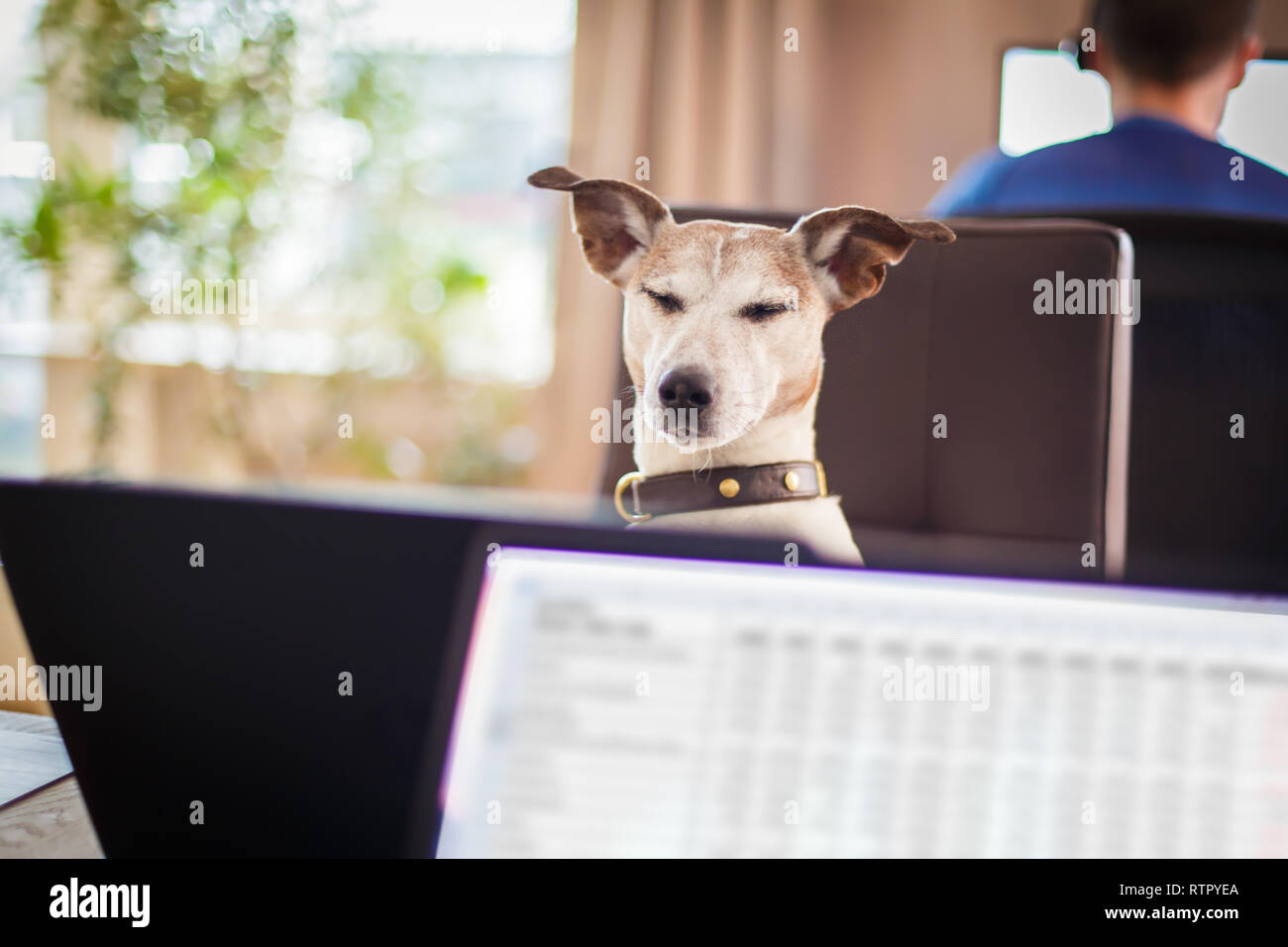 jack russell dog with glasses as secretary or operator with red old ...