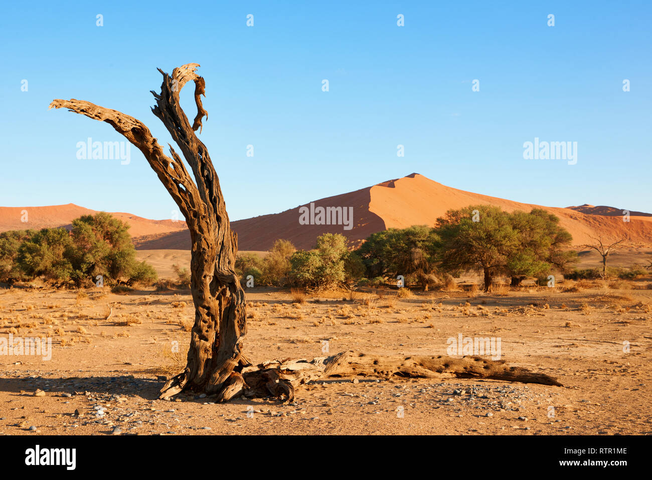 Old dead tree hi-res stock photography and images - Alamy