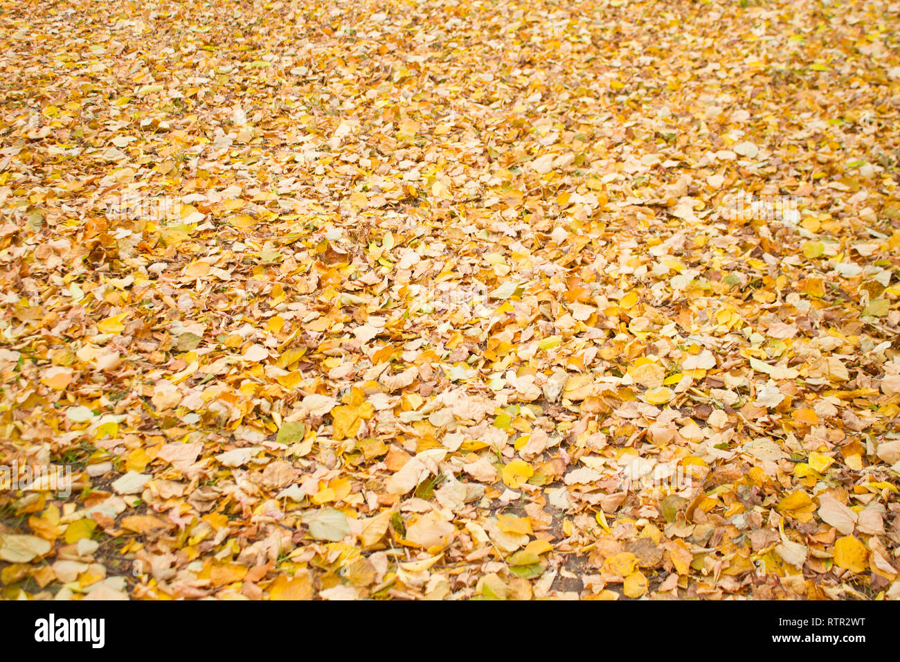 autumn Leaves Changing Colors. autumn leaves on the ground Stock Photo ...