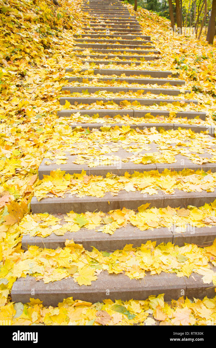 Yellow leaves on the granite steps of City Park Stock Photo - Alamy