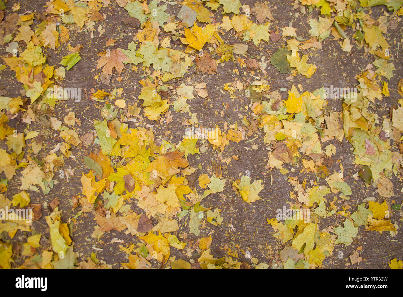 autumn Leaves Changing Colors. autumn leaves on the ground Stock Photo ...
