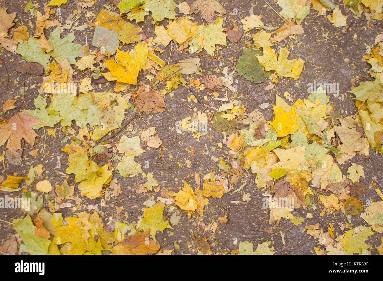 autumn Leaves Changing Colors. autumn leaves on the ground Stock Photo ...