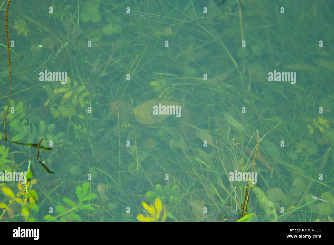 plants in a swamp. green close up Stock Photo - Alamy