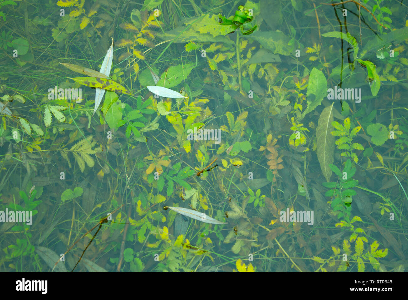 plants in a swamp. green close up Stock Photo - Alamy