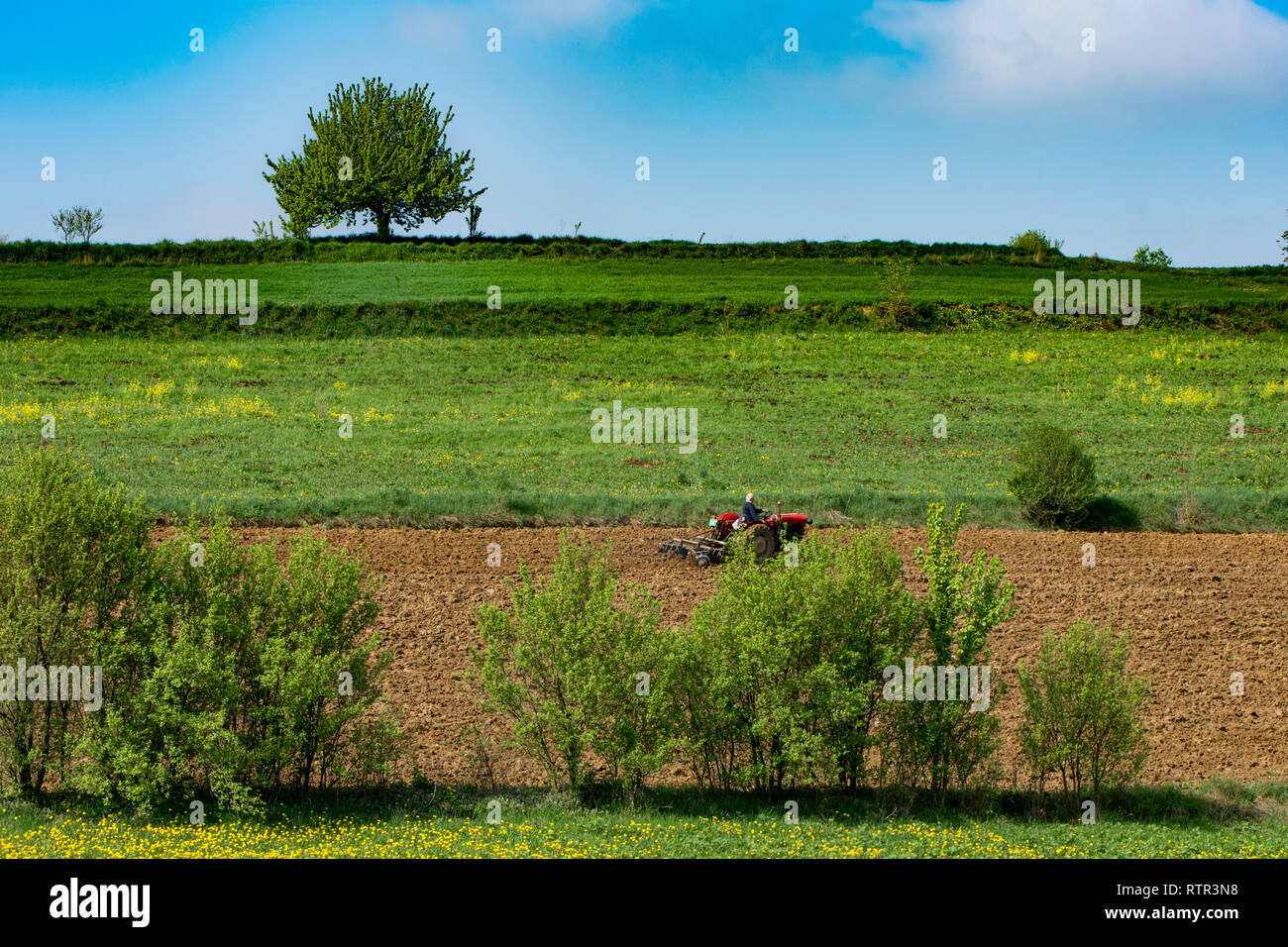 Wheat field, Serbia Krepoljin landscape of agricultural grain crops and ...