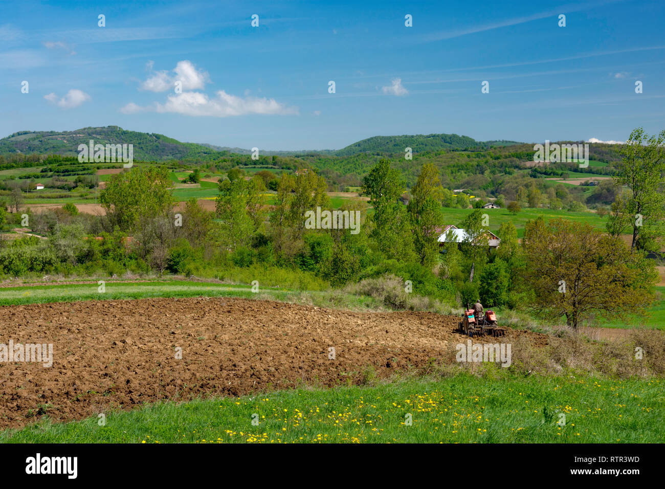 Wheat field, Serbia Krepoljin landscape of agricultural grain crops and ...