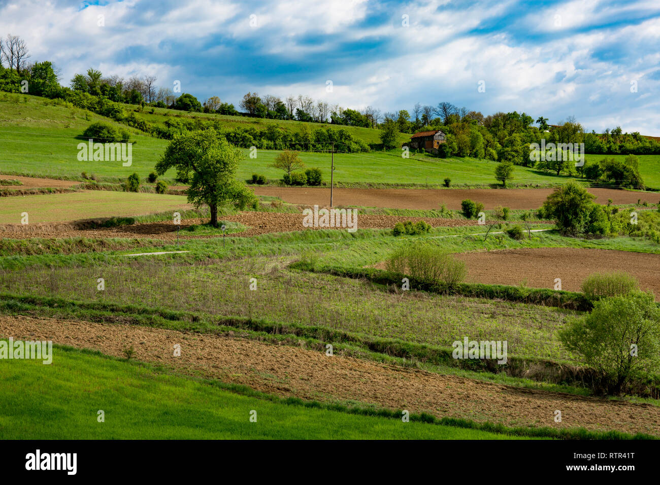 Wheat field, Serbia Krepoljin landscape of agricultural grain crops and ...