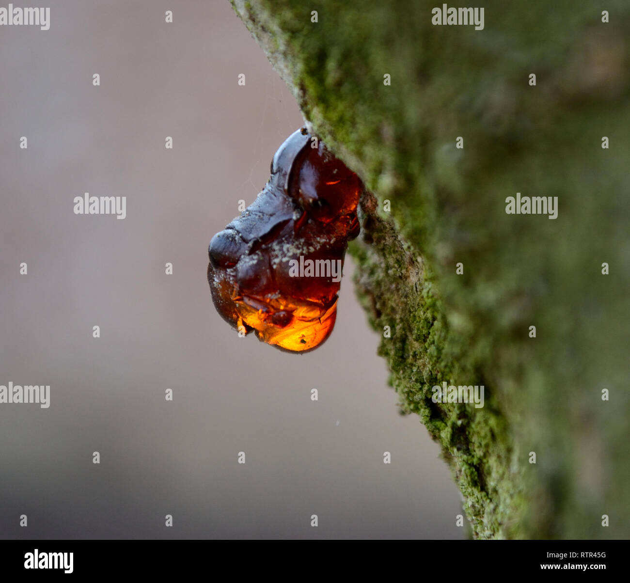 Tree resin close up hi-res stock photography and images - Alamy