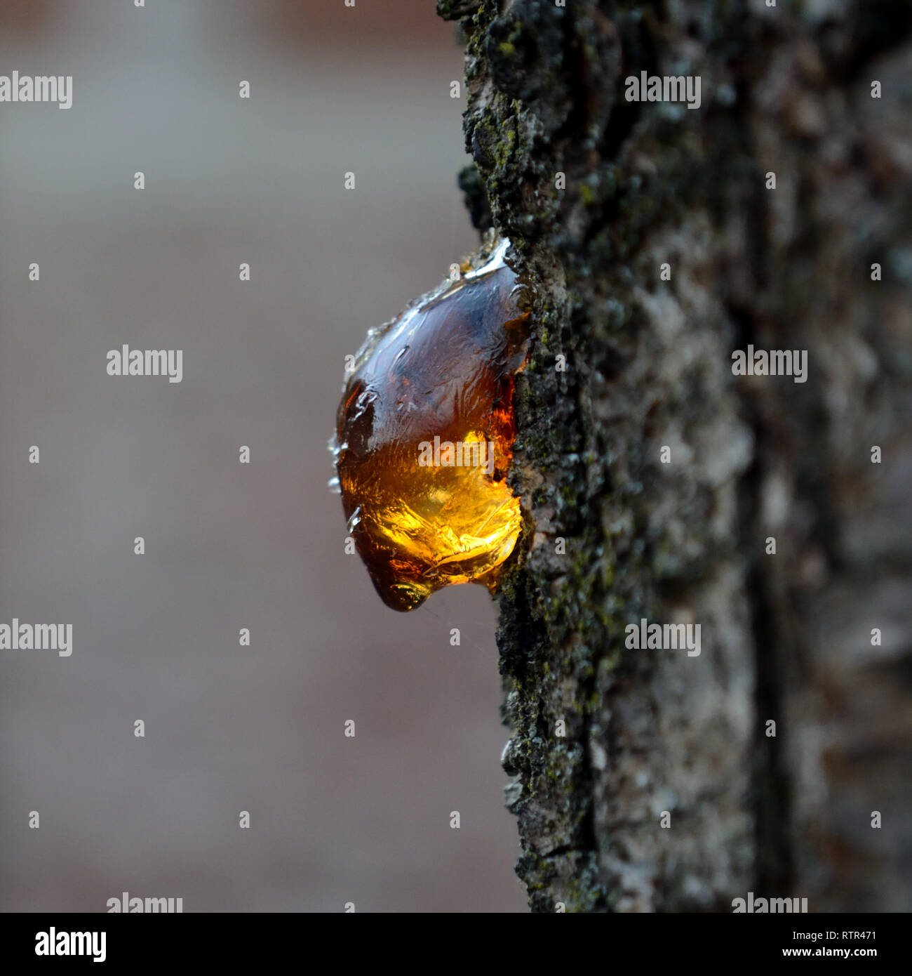Drop of tree resin, Amber Stock Photo - Alamy